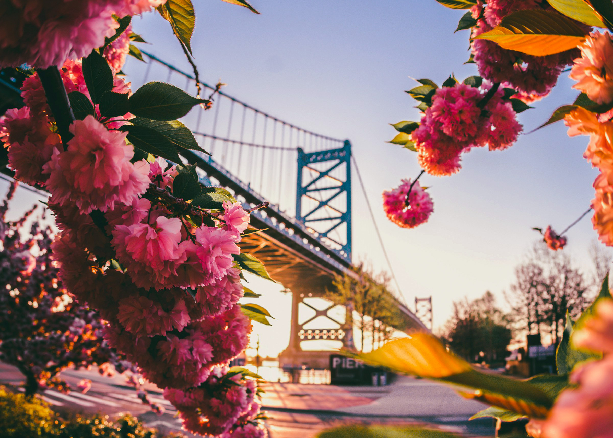 Where to See Cherry Blossoms in Philadelphia | Dockside